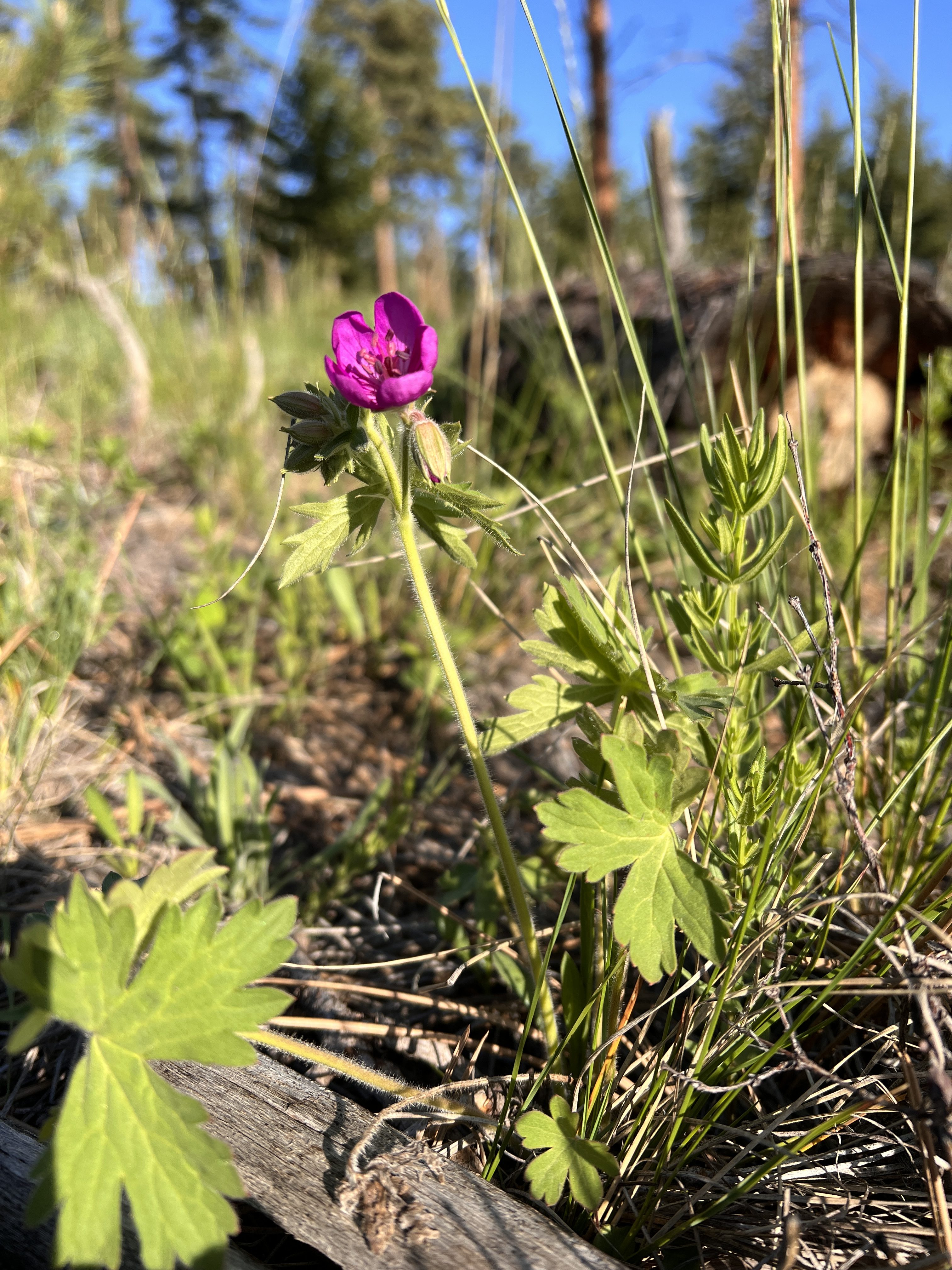 May – What a Month! – Nature, every day.