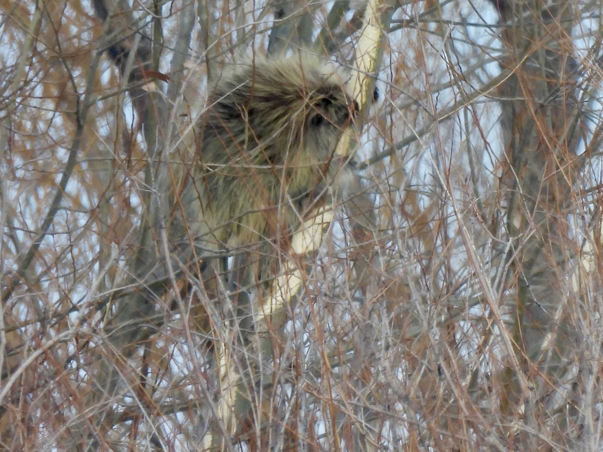 Porcupine Damage – Nature, every day.